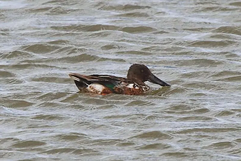 El Pato Cuchara Boreal (Anas clypeata) en Argentina: ¿Divagante austral ...