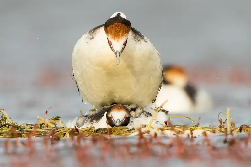 The status of Hooded Grebe (Podiceps gallardoi) in Chile