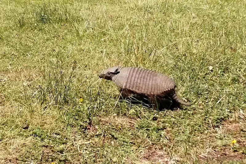 Invasion success of the Large Hairy Armadillo (Chaetophractus villosus ...