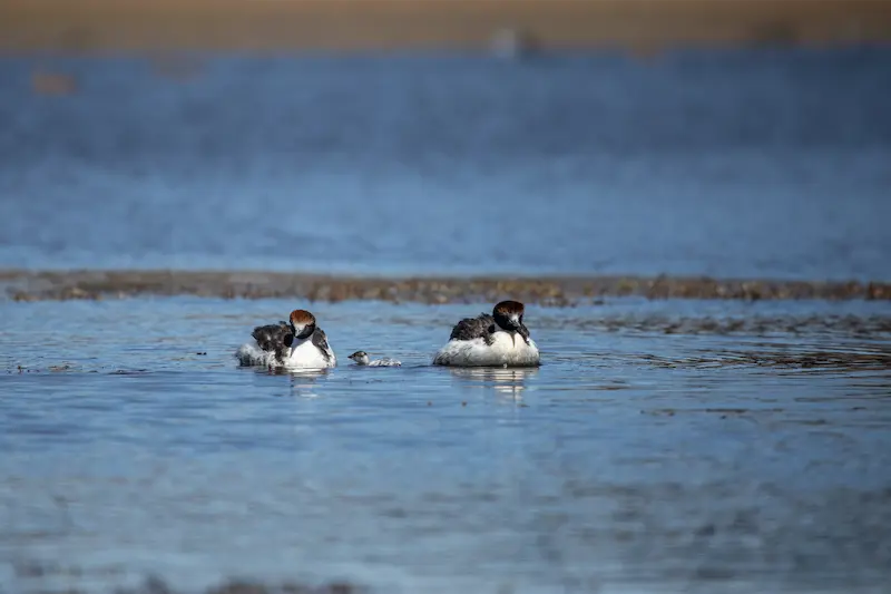 Hooded Grebe chicks raised in captivity were released into their ...