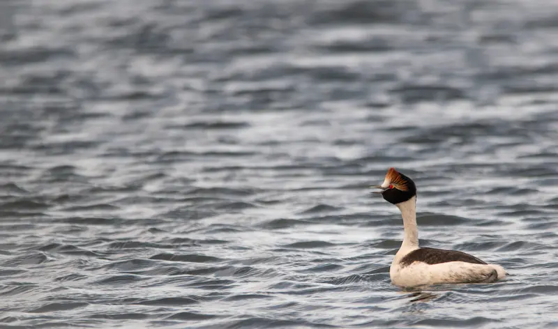 Hooded Grebe chicks raised in captivity released for the first time