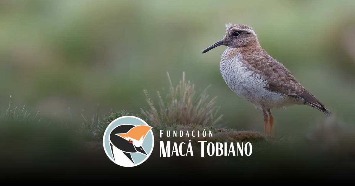 Diademed Plover Project - Hooded Grebe Foundation