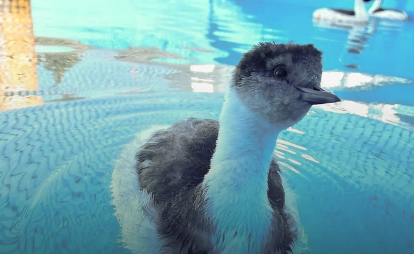 “Rocky,” the rescued Hooded Grebe chick, has died; new conservation ...